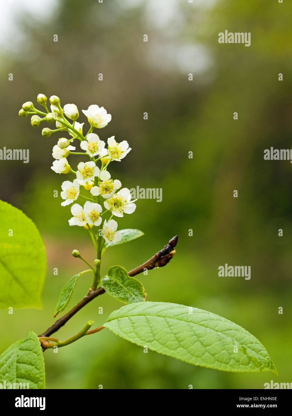 Bird Cherry tree (Prunus padus) in flower,May,Ireland Stock Photo - Alamy