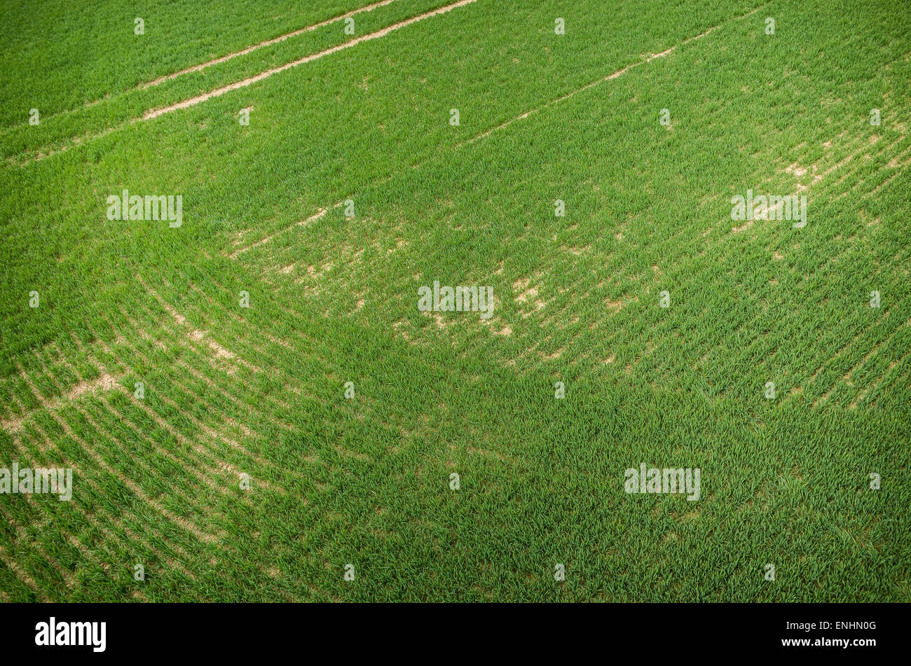 Aerial view of the large green field Stock Photo - Alamy
