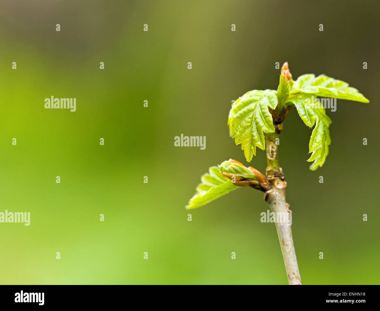 Oak woods scotland hi-res stock photography and images - Alamy