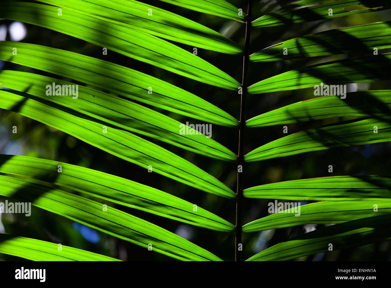 Green backlit leaf in the jungle Stock Photo - Alamy