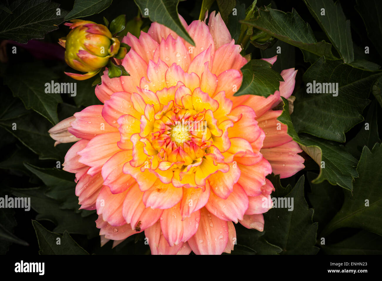 Big beautiful flower Stock Photo - Alamy