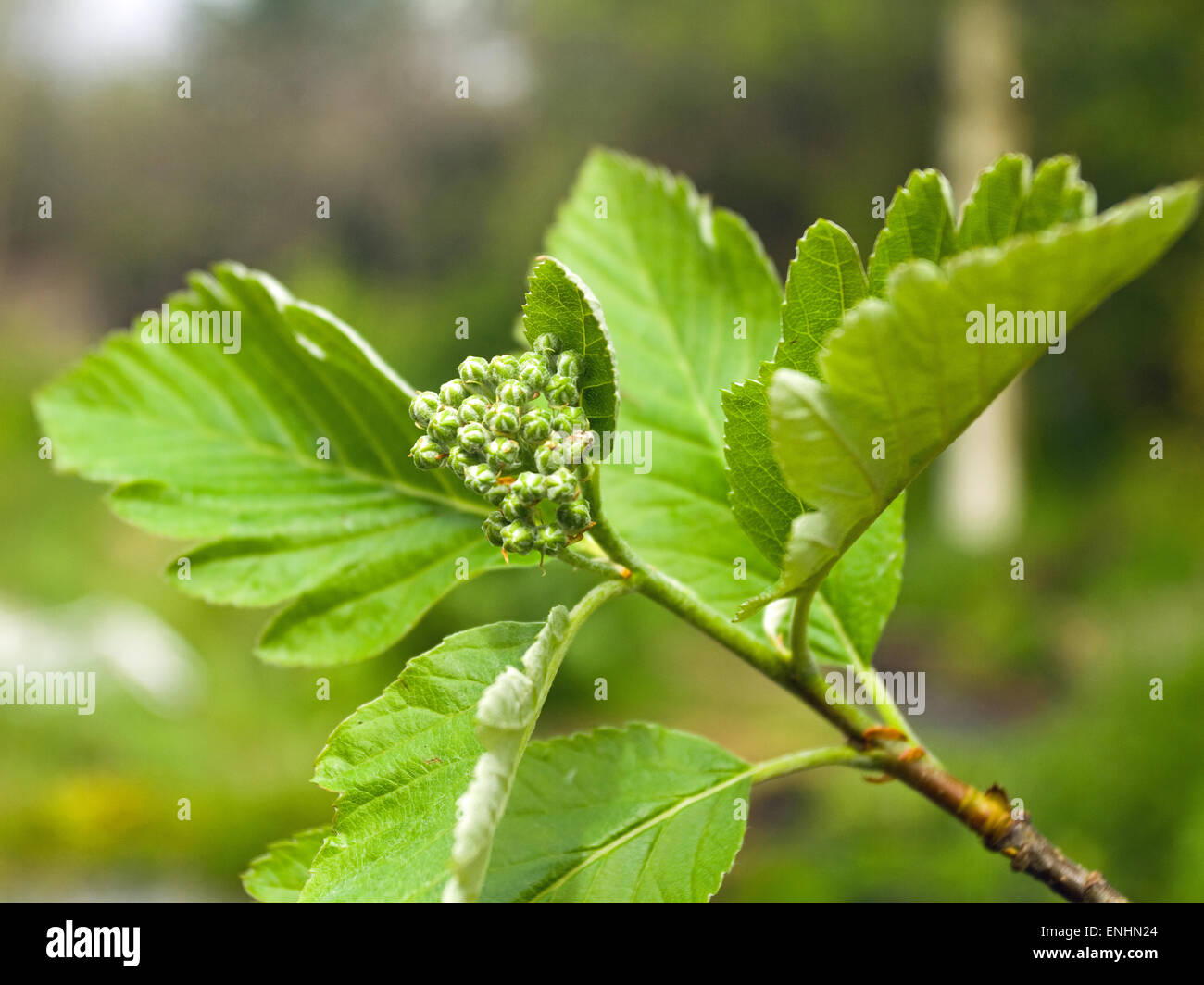 Scottish whitebeam hi-res stock photography and images - Alamy