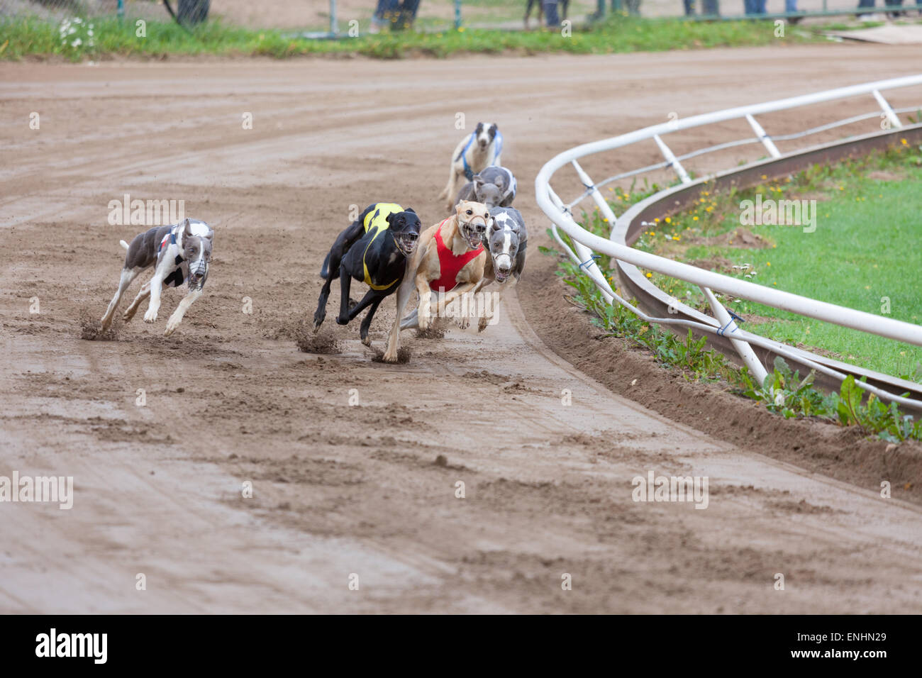 Greyhound dogs racing Stock Photo - Alamy