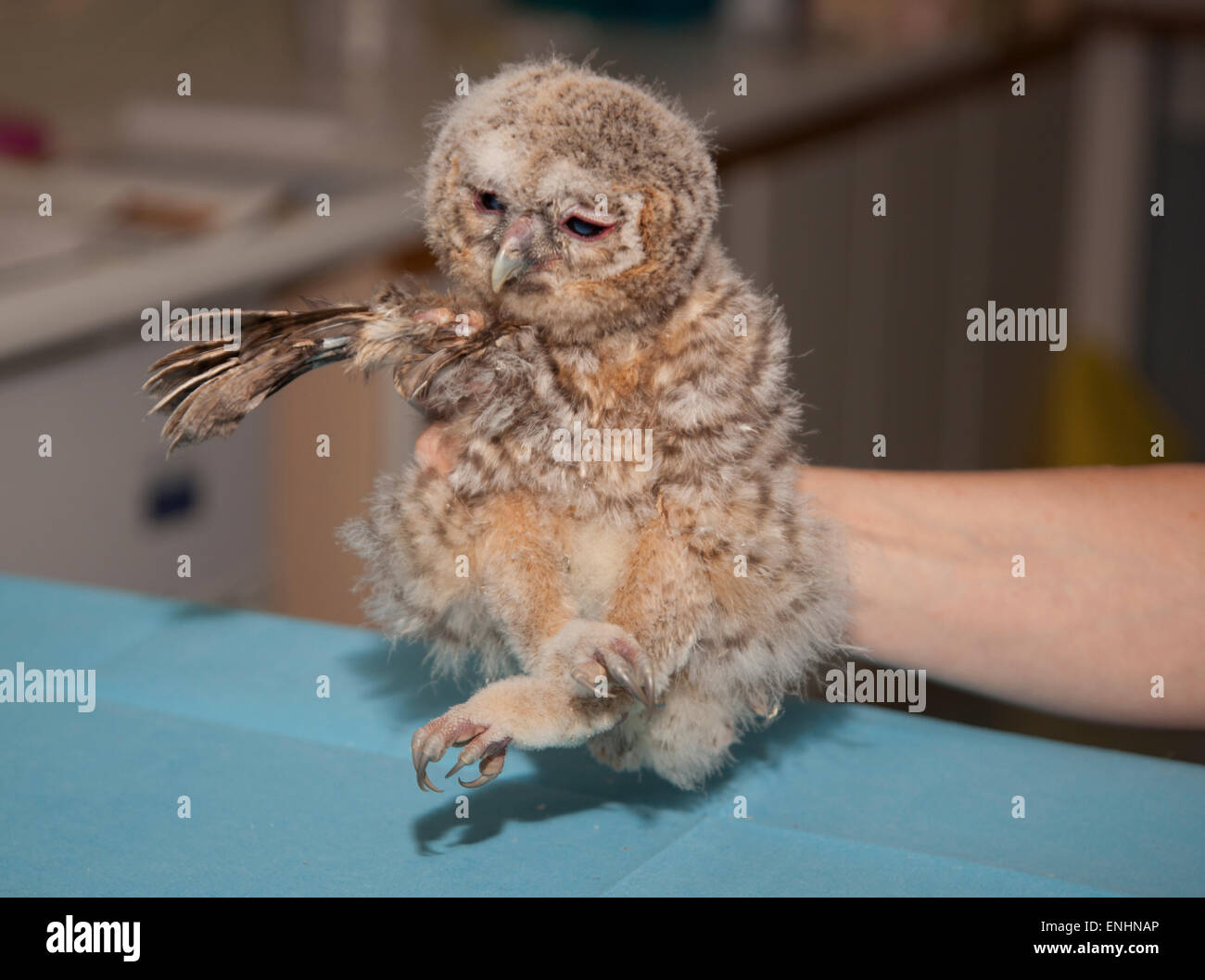 Injured wing hi-res stock photography and images - Alamy