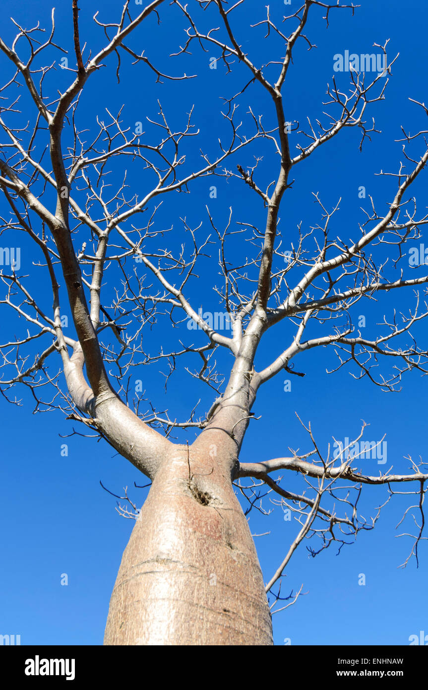 Boabtree hi-res stock photography and images - Alamy