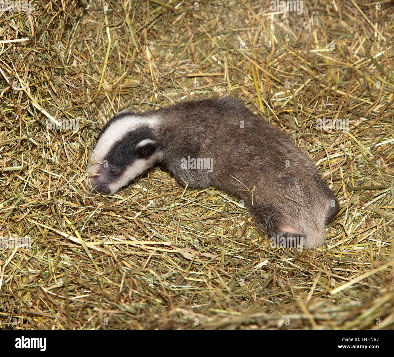 European Badger Cub Stock Photo, Royalty Free Image: 82139211 - Alamy