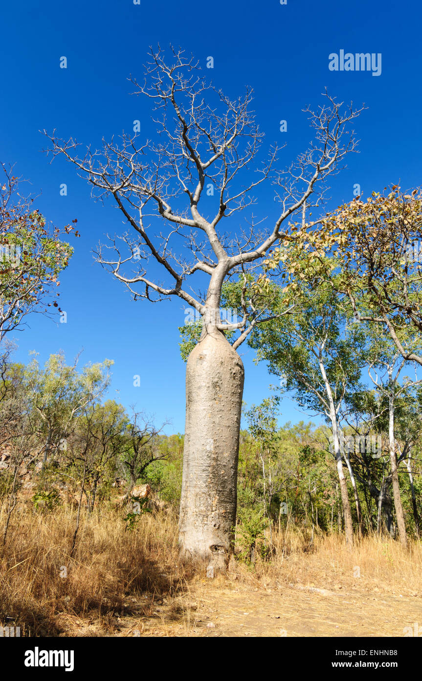 Boab Tree (Adansonia gregorii), Kimberley, Western Australia, WA ...