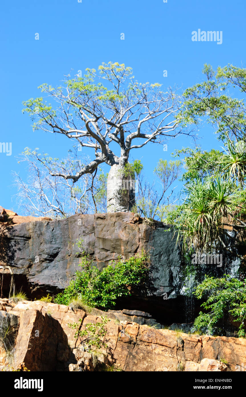 Boab Tree (Adansonia gregorii), Kimberley, Western Australia, WA ...