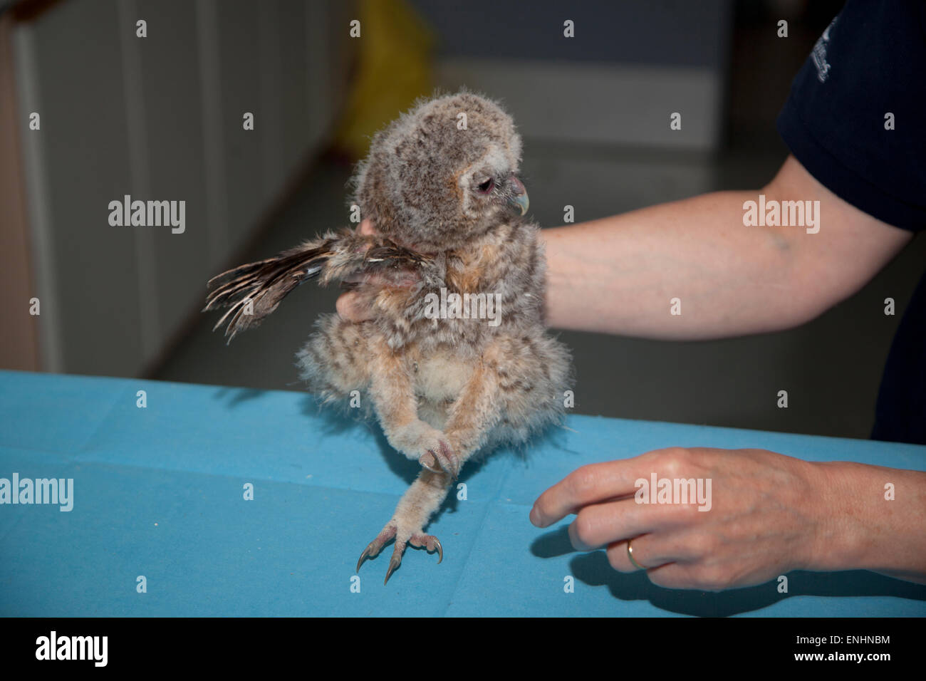 Owl wing hi-res stock photography and images - Alamy