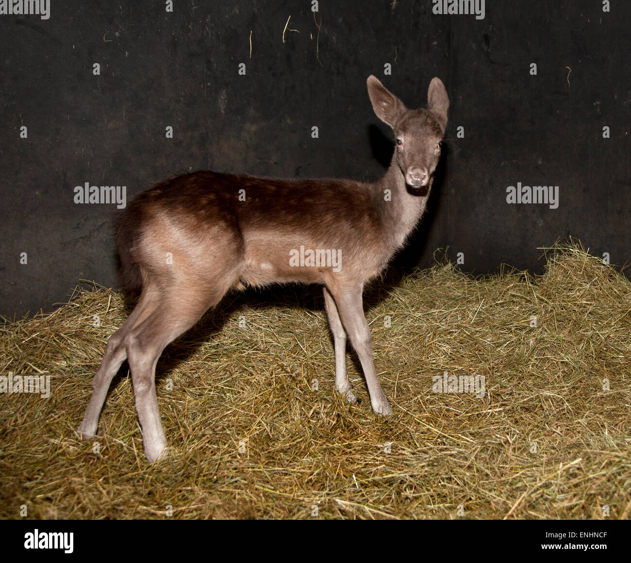 Juvenile buck male fallow deer hi-res stock photography and images - Alamy