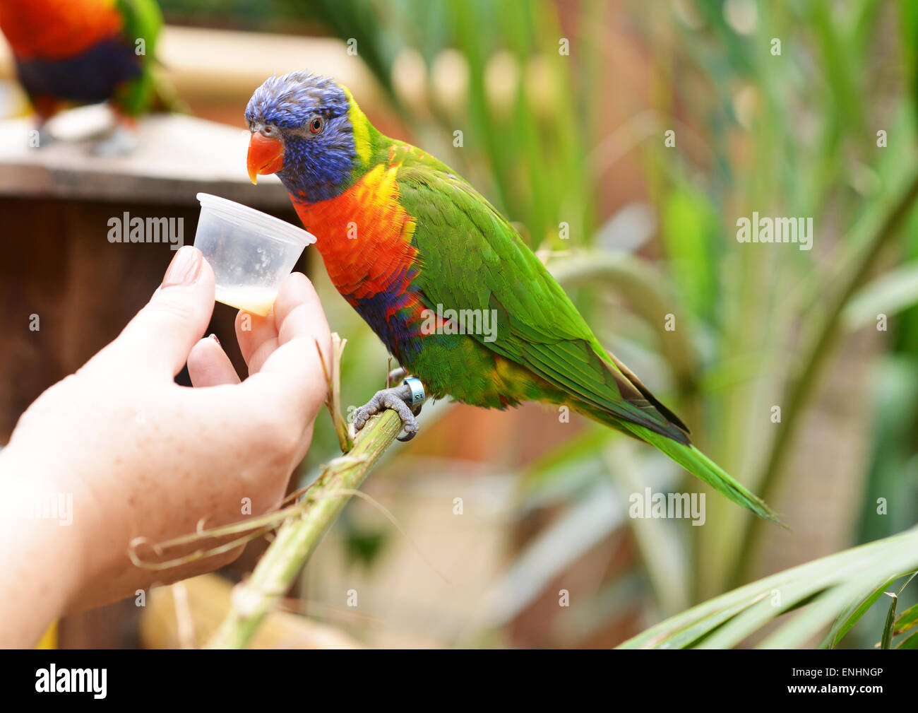 Colchester zoo parrot hi-res stock photography and images - Alamy