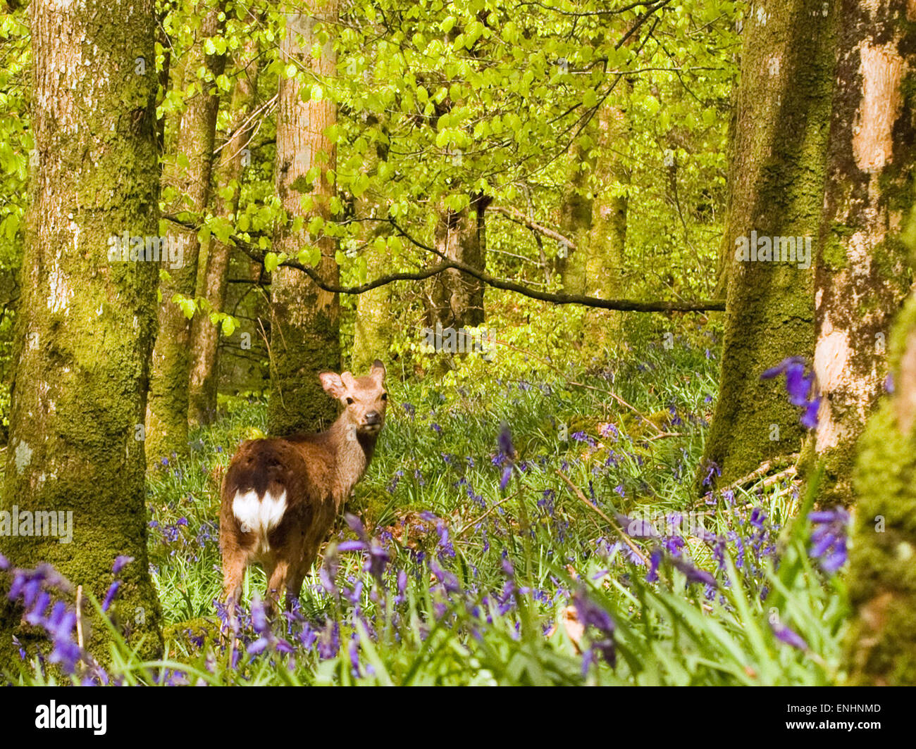 Sika Deer (Cervus nippon) or Hybrid in bluebells in forest,May,Ireland ...