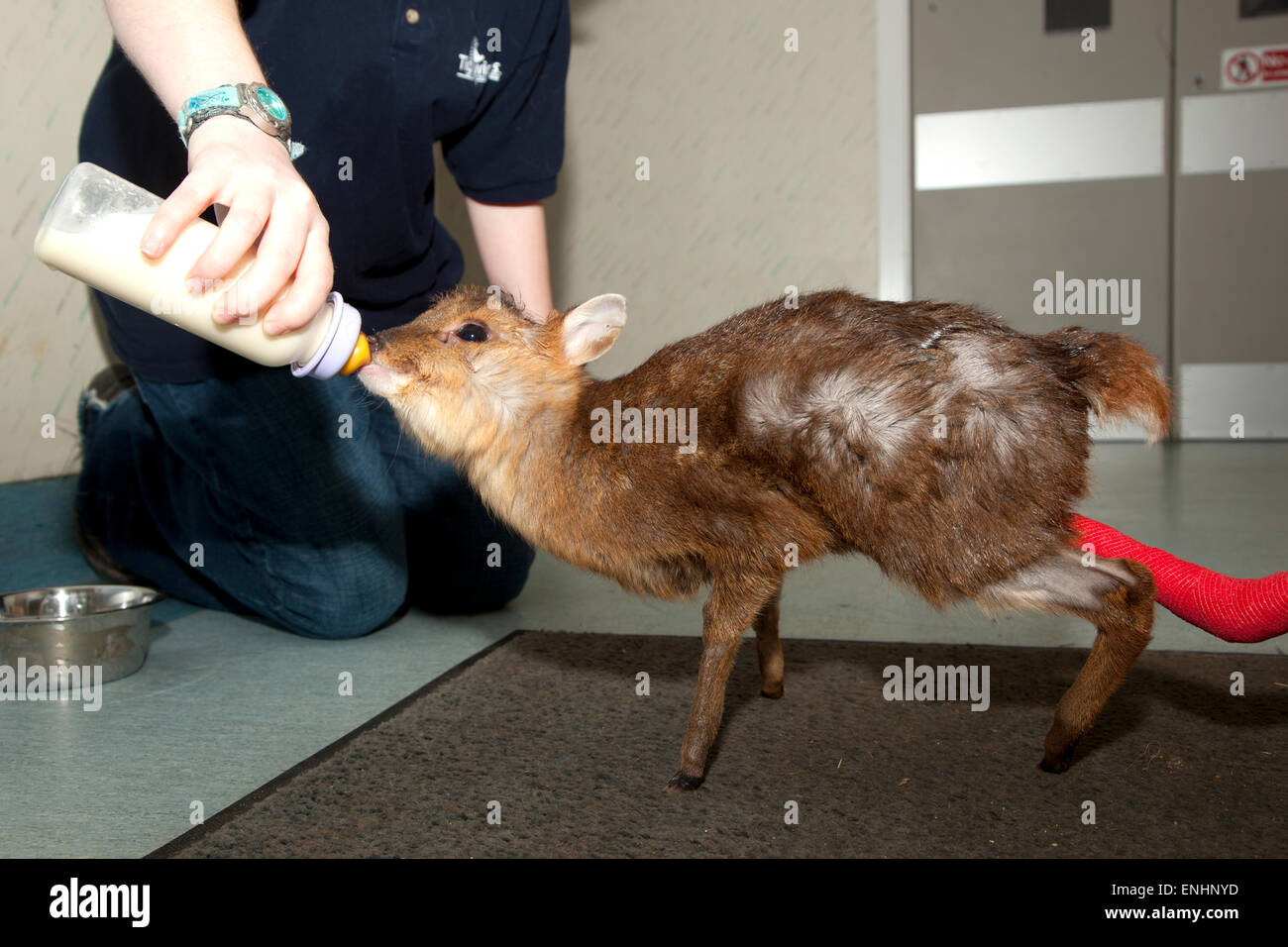 Muntjac Deer with broken leg being bottle fed Stock Photo - Alamy