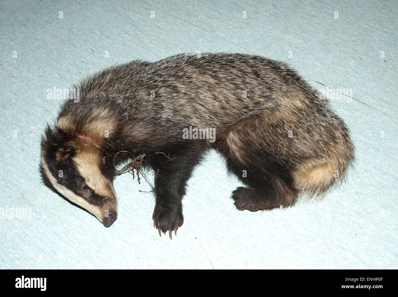 Animal snare hi-res stock photography and images - Alamy