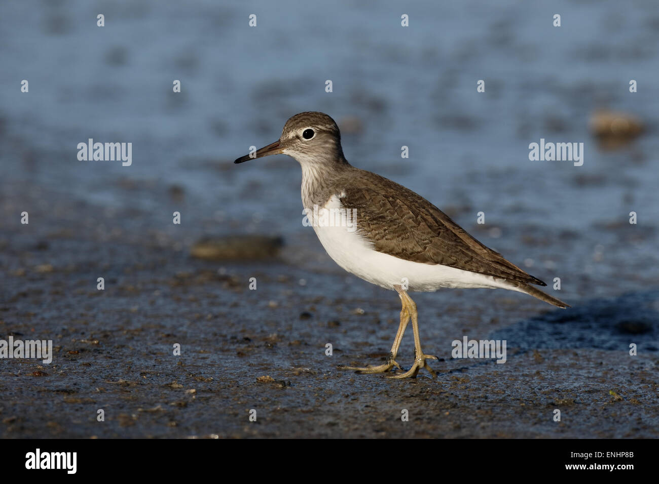 Common sandpiper cyprus hi-res stock photography and images - Alamy