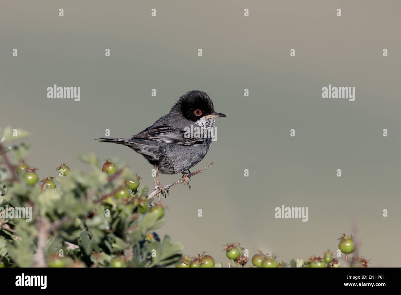 Cyprus warbler, Sylvia melanothorax, single male on perch, Cyprus ...
