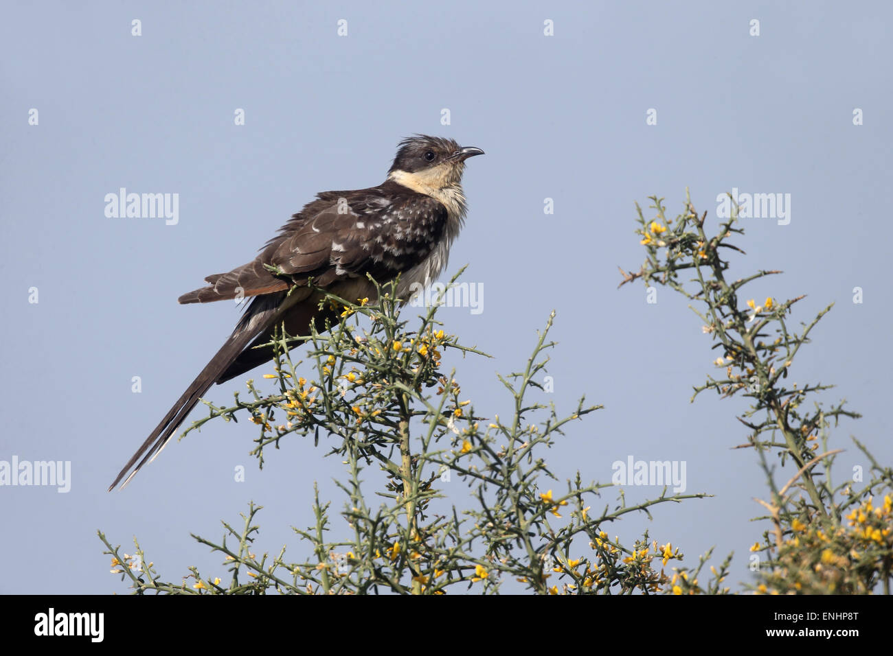 Great-spotted cuckoo, Clamator glandarius, single bird on perch, Cyprus ...