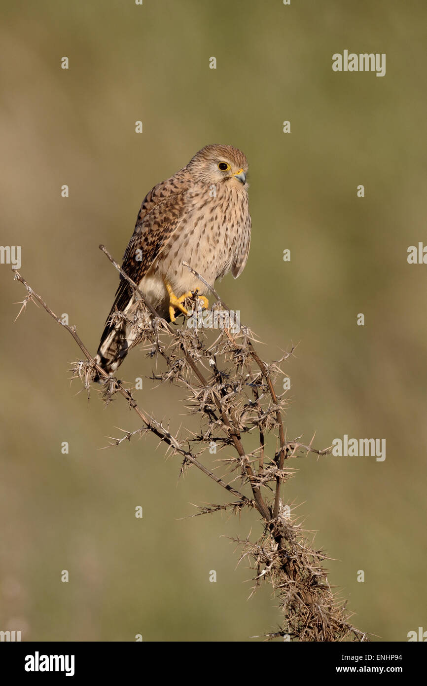 Lesser kestrel female hi-res stock photography and images - Alamy