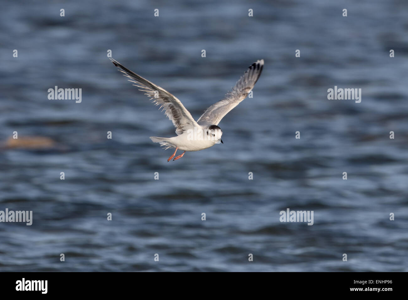 Little gull, Larus minutus, single bird in flight, Cyprus, April 2015 ...