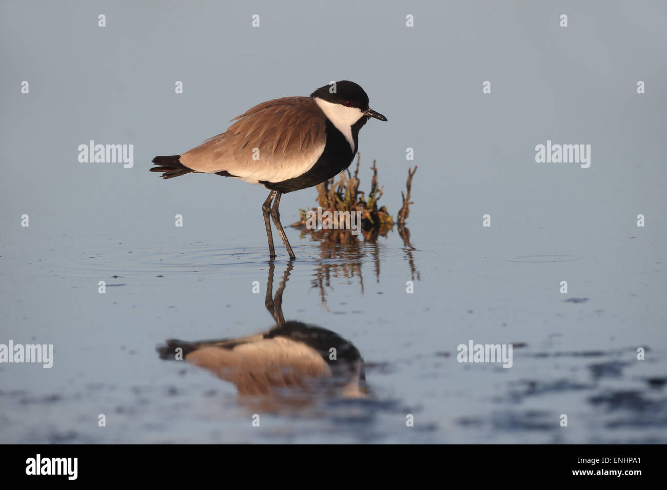Spur winged plover in cyprus hi-res stock photography and images - Alamy
