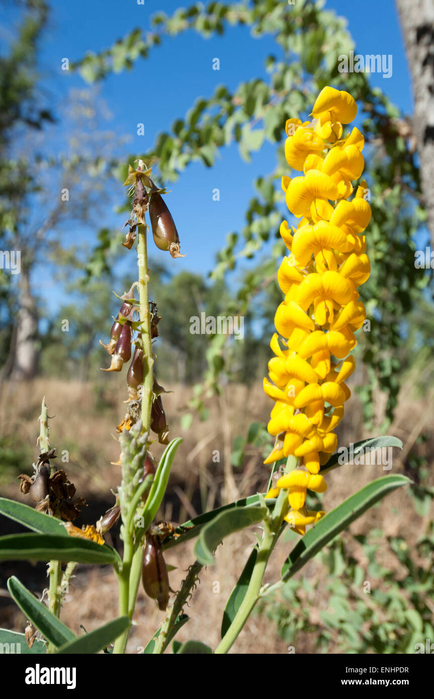 Western australia flowers hi-res stock photography and images - Alamy