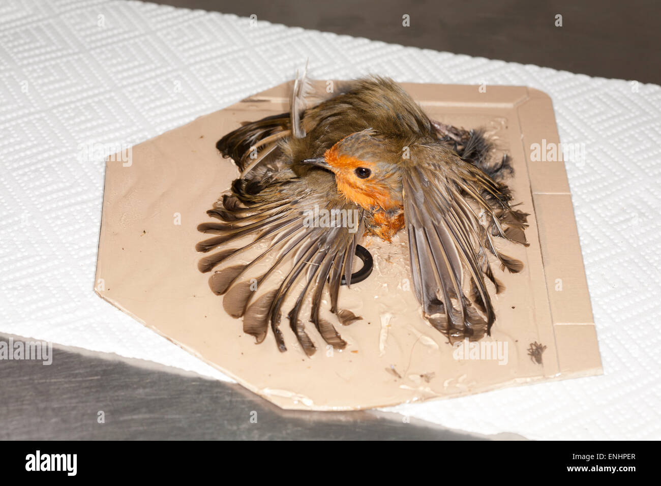 European Robin stuck on fly paper Stock Photo - Alamy