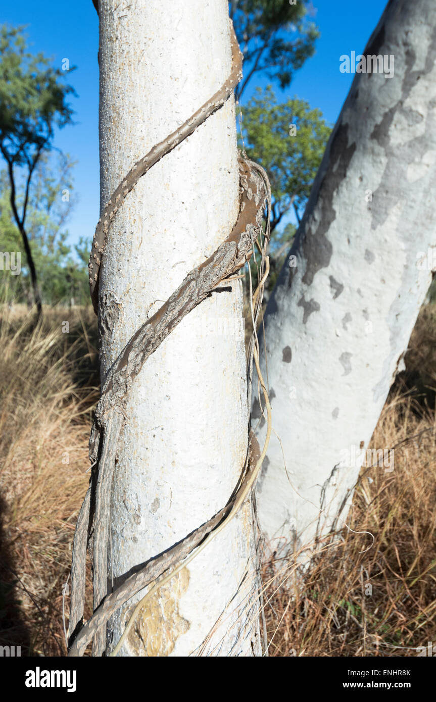 Gum Tree, Kimberley Region, Western Australia, WA, Australia Stock ...