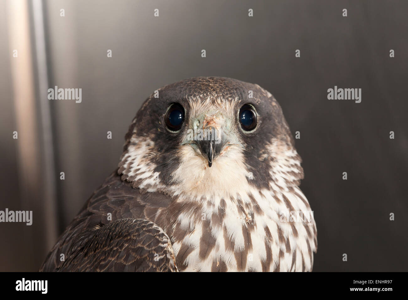 Peregrine falcon, Falco peregrinus, Bird of prey, Studio, Close up of ...