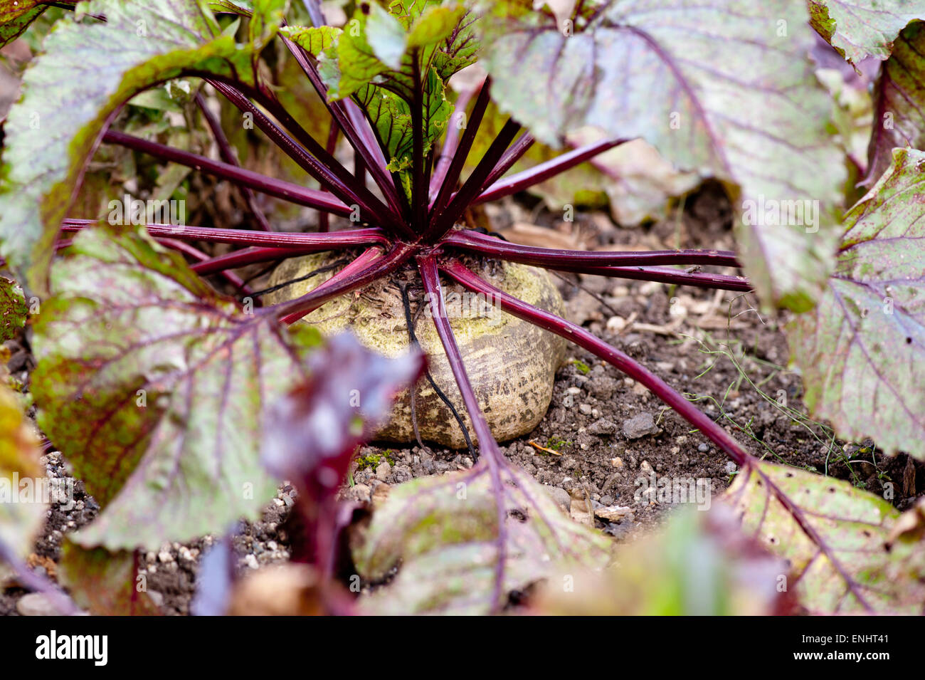 Beetroot growing on the vegetable bed in the garden Stock Photo - Alamy