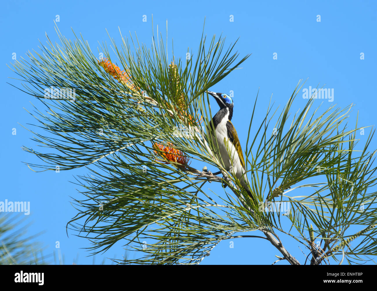 Blue faced birds High Resolution Stock Photography and Images - Alamy