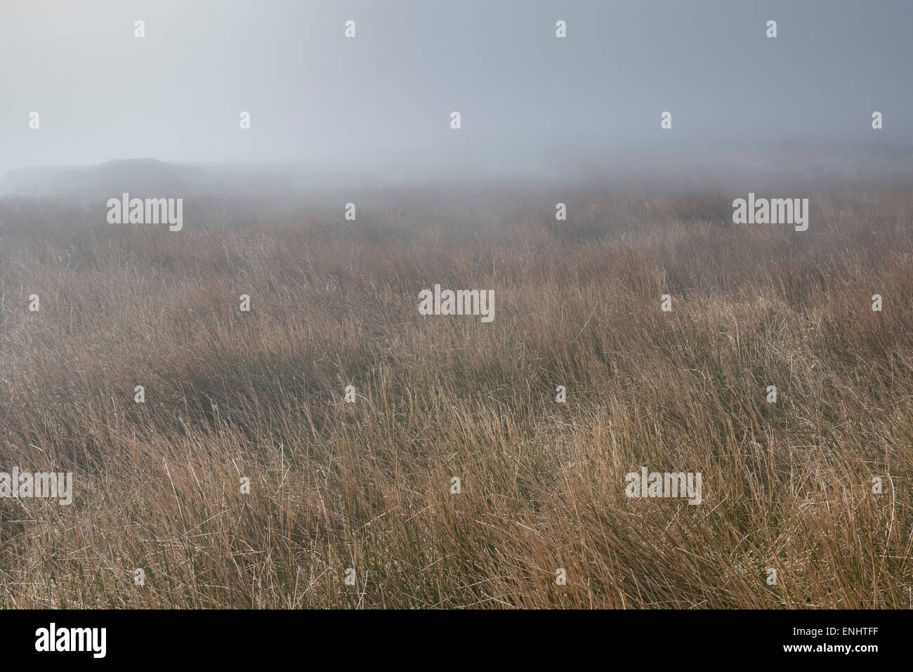 Moody morning on the moors of Northern England with fog obscuring the ...