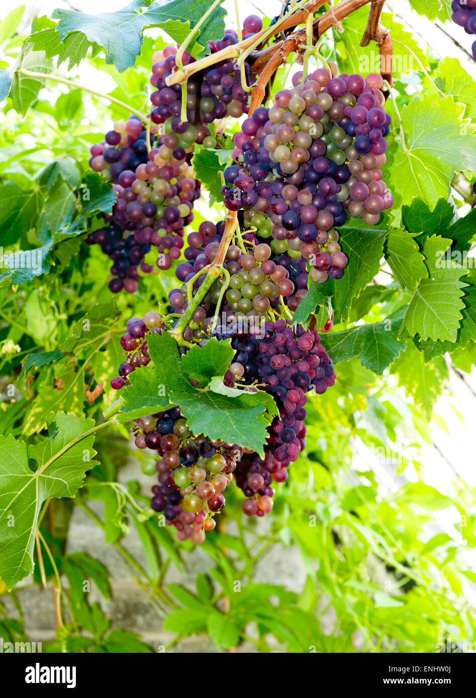 Vine berry hi-res stock photography and images - Alamy
