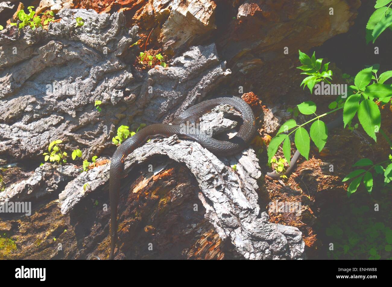 Snake on a log Stock Photo - Alamy