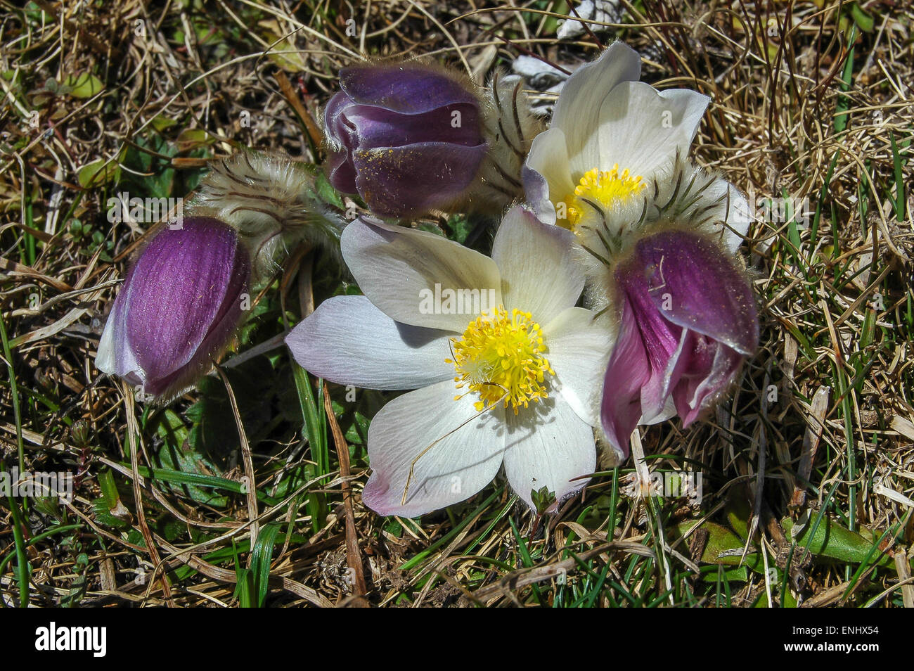 The pasque flower is one of the first flowers to show its blossoms in ...