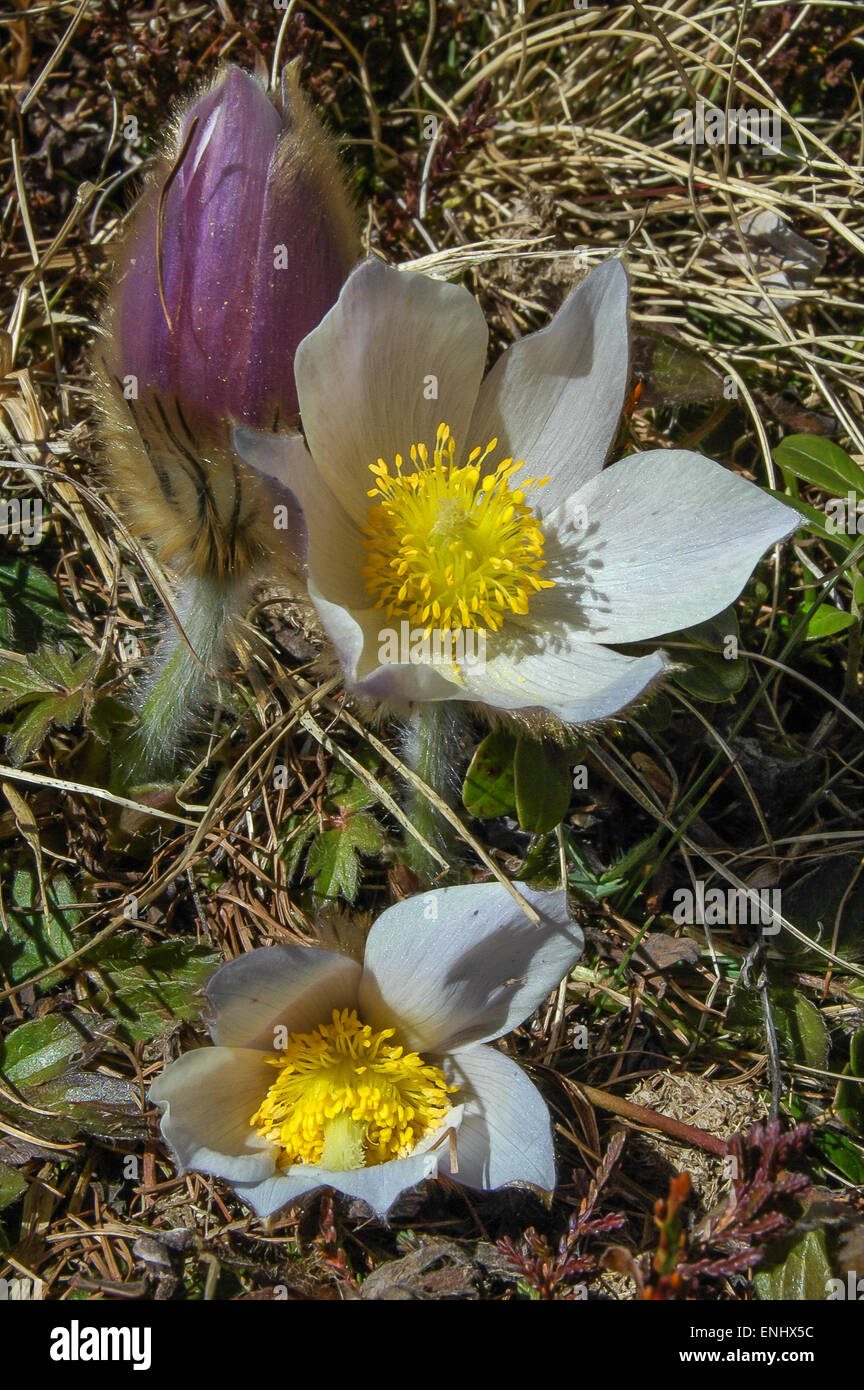 Blossoms ranges hi-res stock photography and images - Alamy
