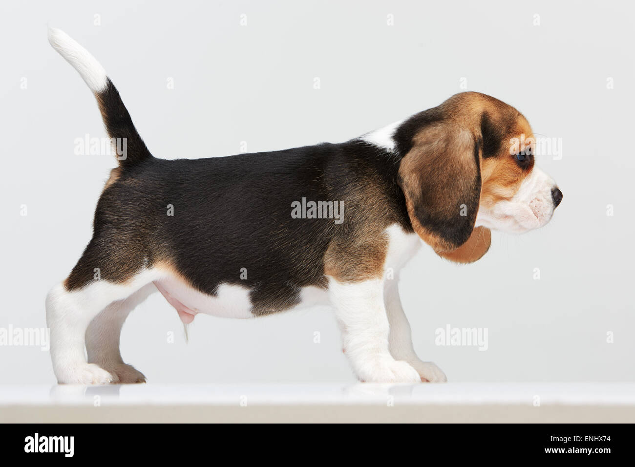 Beagle profile hi-res stock photography and images - Alamy
