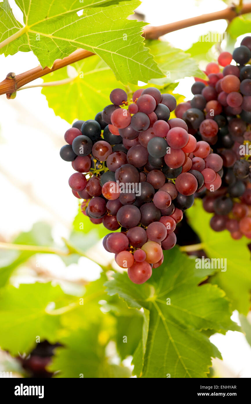 Red grapes in the vineyard close up Stock Photo - Alamy