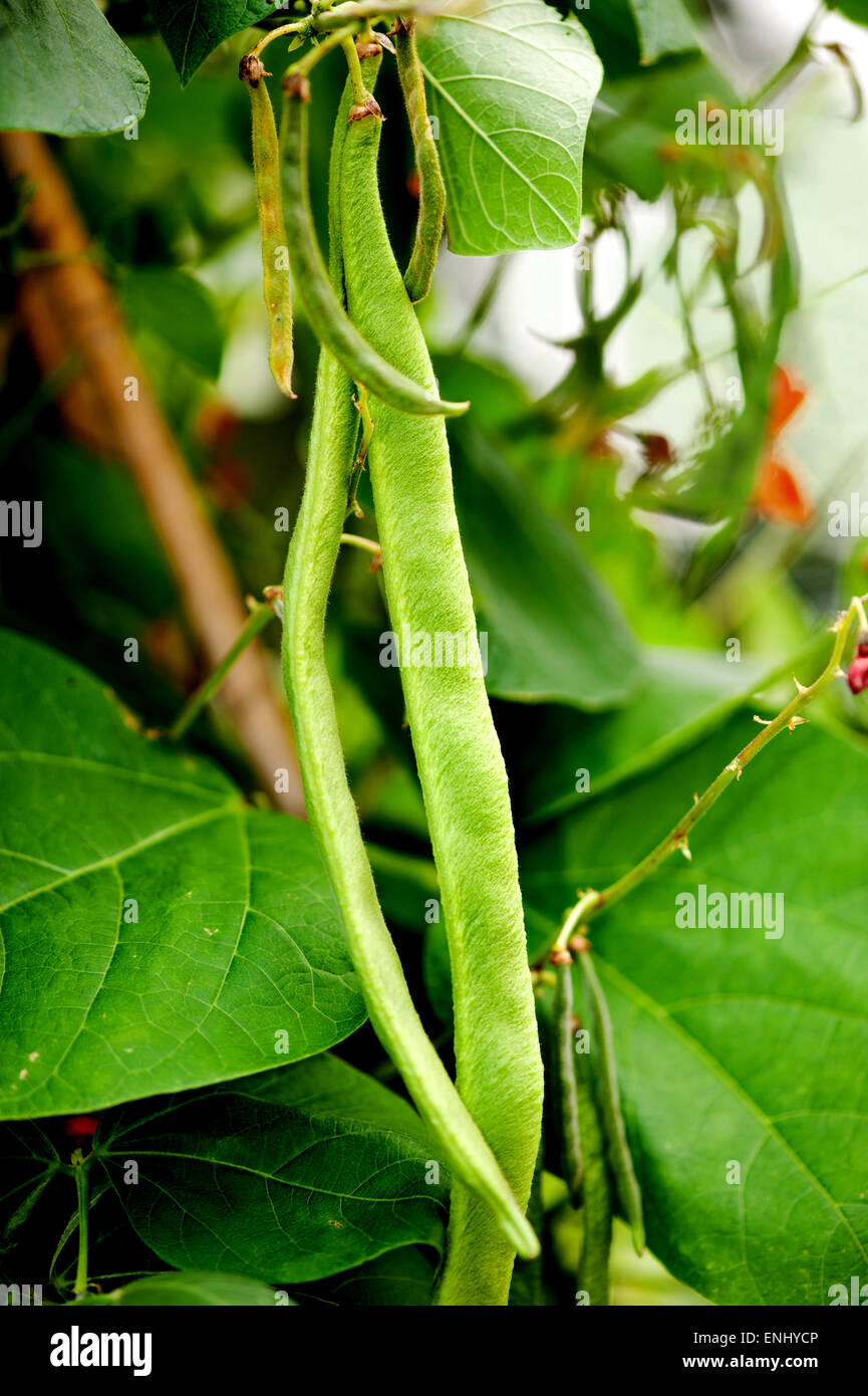 Organic green beans in the garden Stock Photo - Alamy