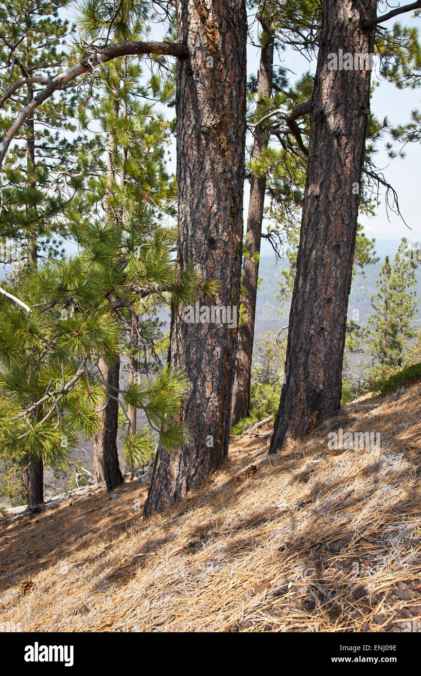 Lava Butte forest trees and hillside near Bend Oregon Stock Photo - Alamy