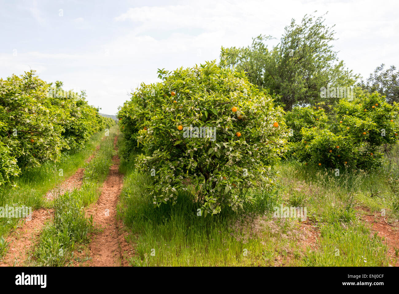 Orange tree fruit field hi-res stock photography and images - Alamy
