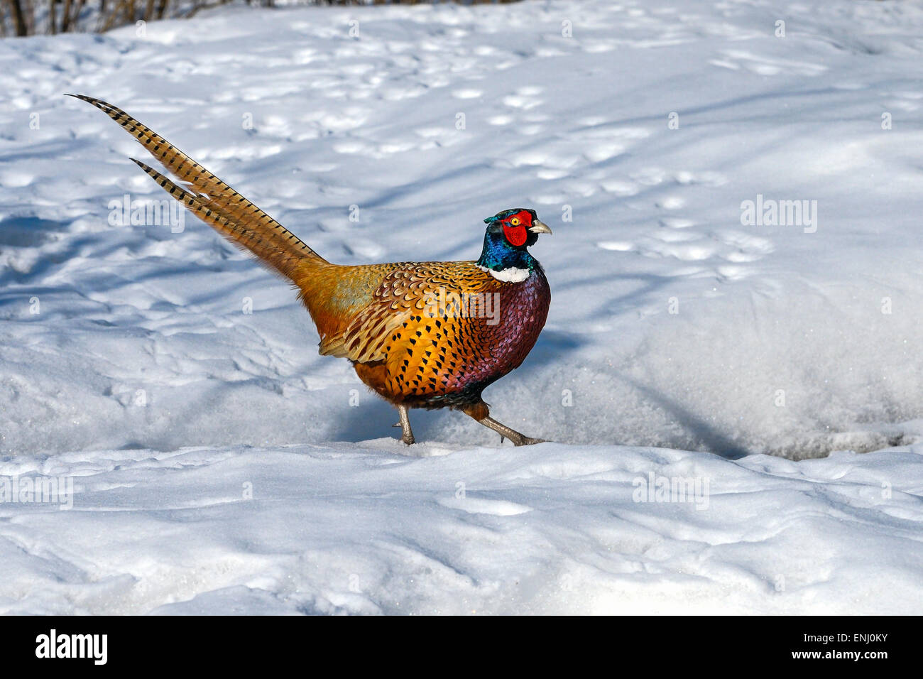 White pheasant bird hi-res stock photography and images - Alamy