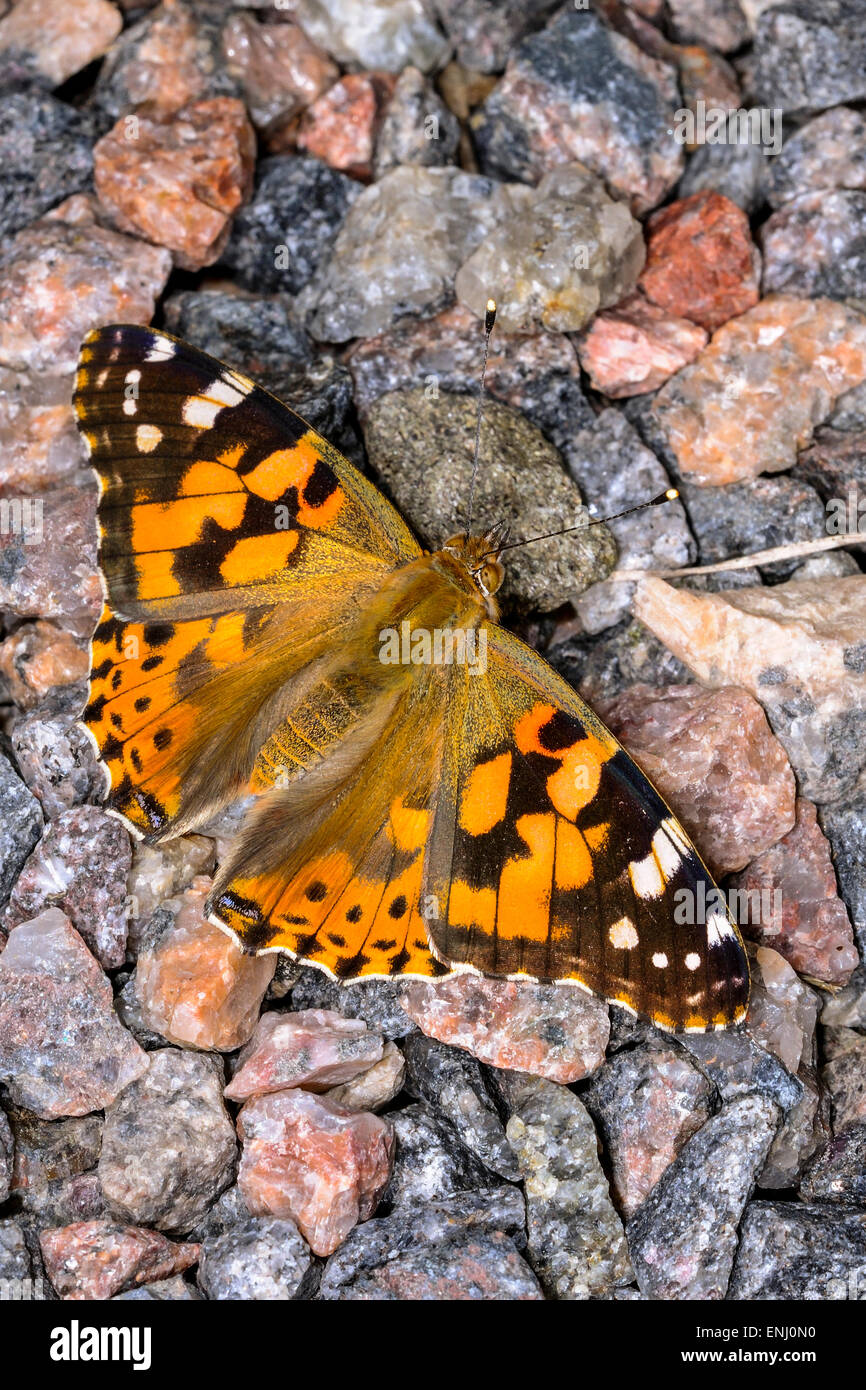 painted lady, vanessa cardui Stock Photo - Alamy