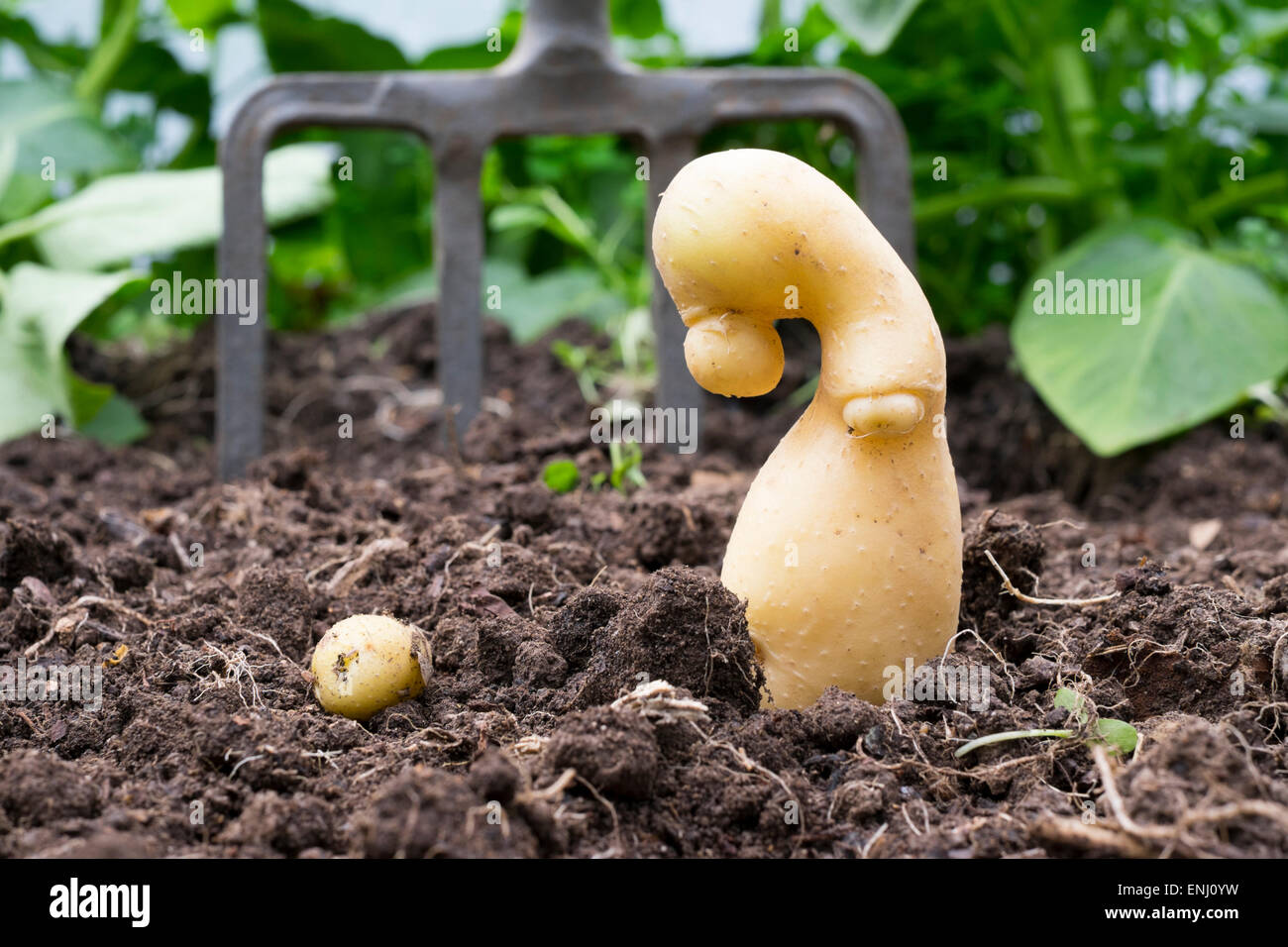 An unusual shaped potato in a Shropshire garden polytunnel, England, UK ...
