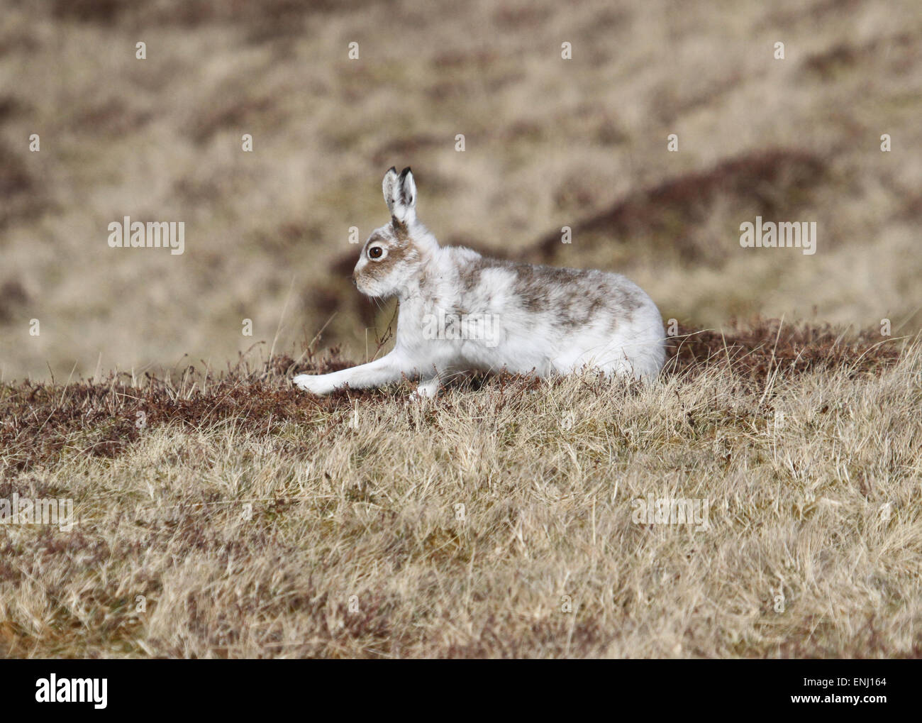Hare scotland spring hi-res stock photography and images - Alamy