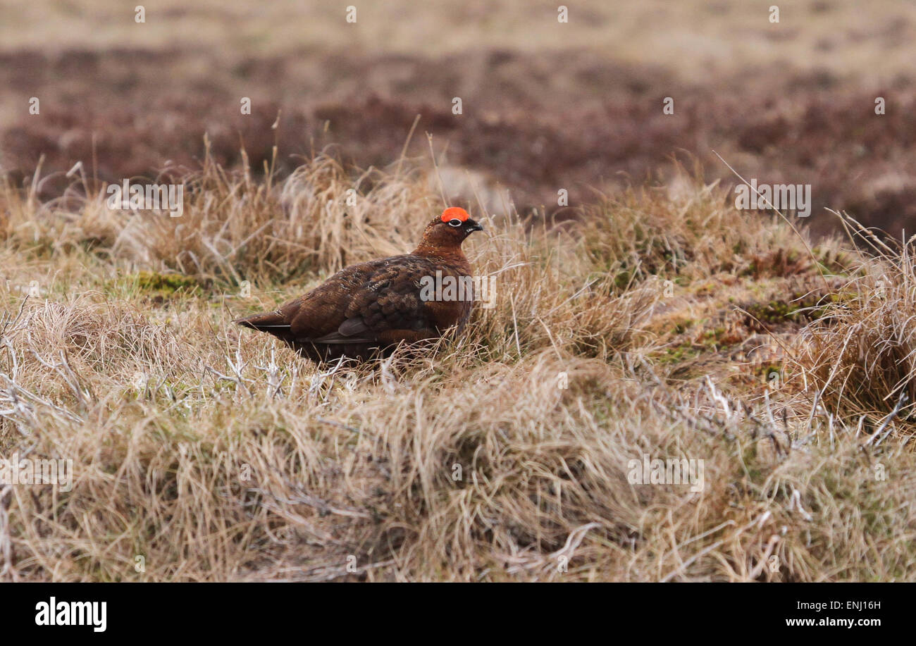 Scottish grouse moor hi-res stock photography and images - Alamy
