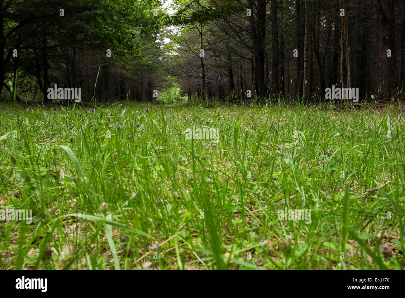 Low angle photo of the pathway through Hanmer Forest, Hanmer Springs ...