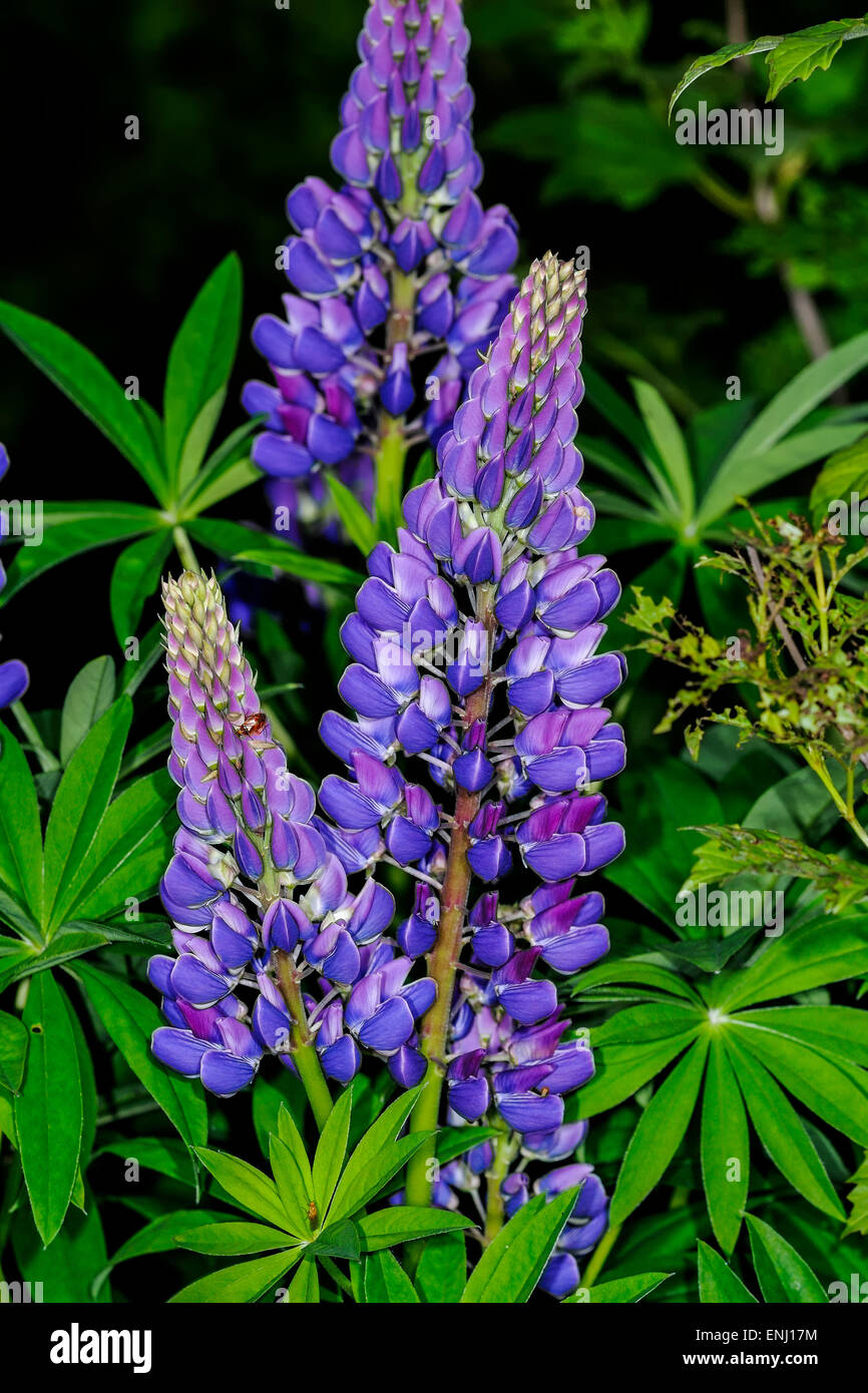 lupinus polyphyllus, lupine Stock Photo - Alamy