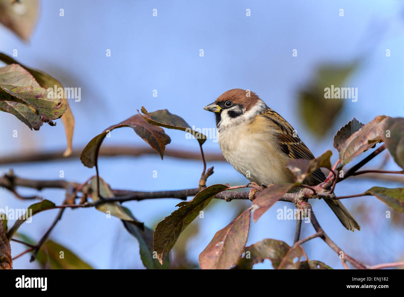 Sparrow posture hi-res stock photography and images - Alamy