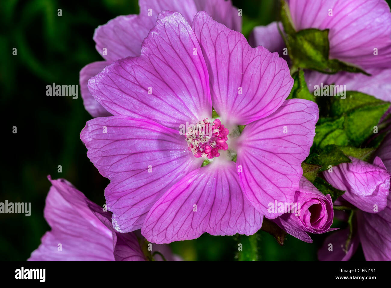 sidalcea hybrida, little princess, espoo Stock Photo - Alamy