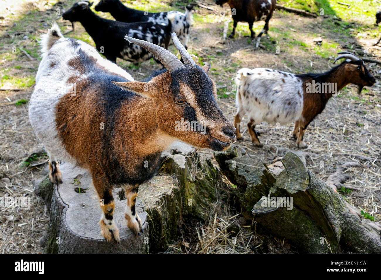 goat, capra aegagrus hircus Stock Photo - Alamy